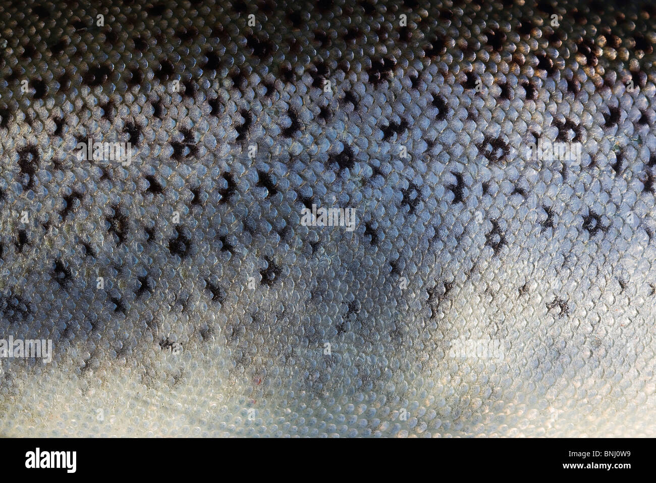 Animal Backround Close-up detail Salmon Trout fish scales structure ...