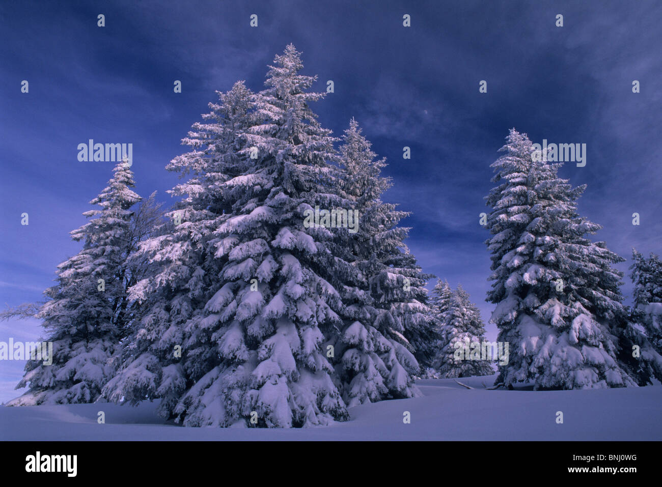 Europe Switzerland Canton of Neuchatel Jura mountains Le Soliat winter ...