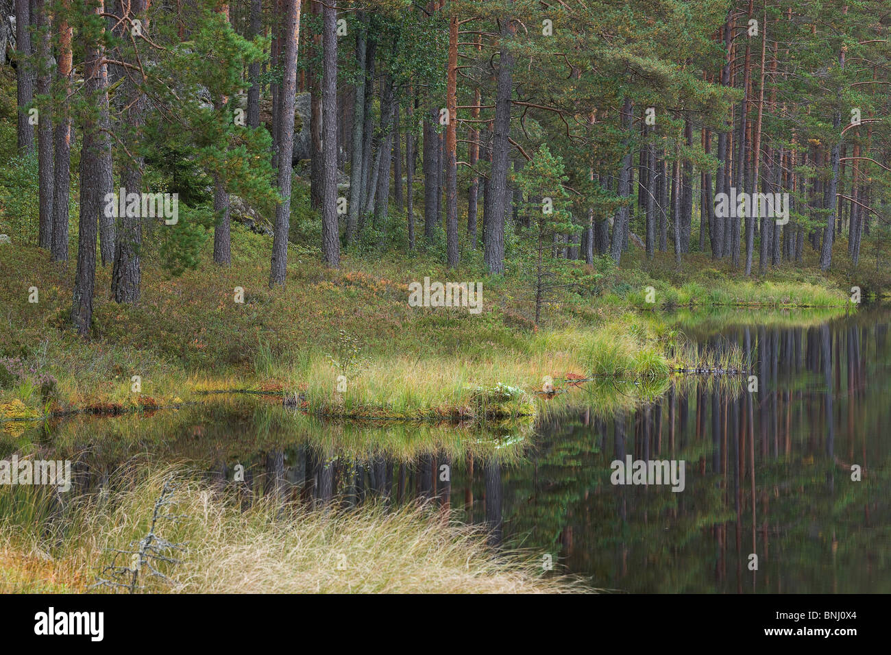Sweden Autum Fish lake Forest Daytime Lake Landscape Nature Nobody ...