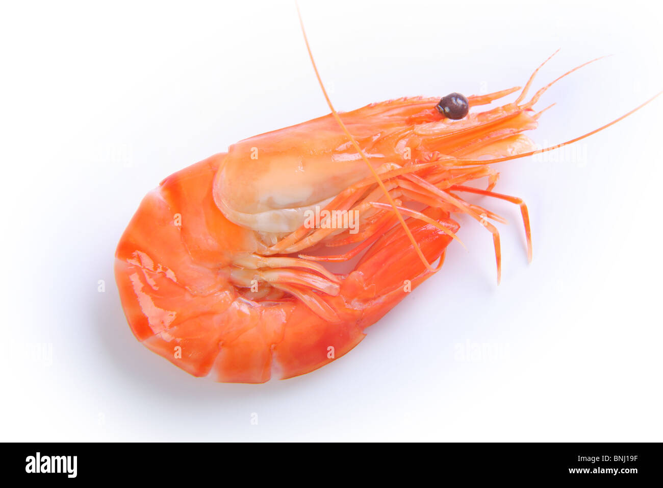 The_prawn hi-res stock photography and images - Alamy