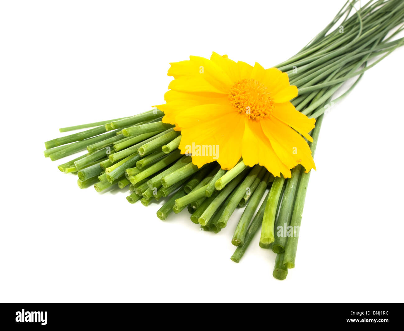 Fresh chives and yellow sunflower on white background Stock Photo - Alamy