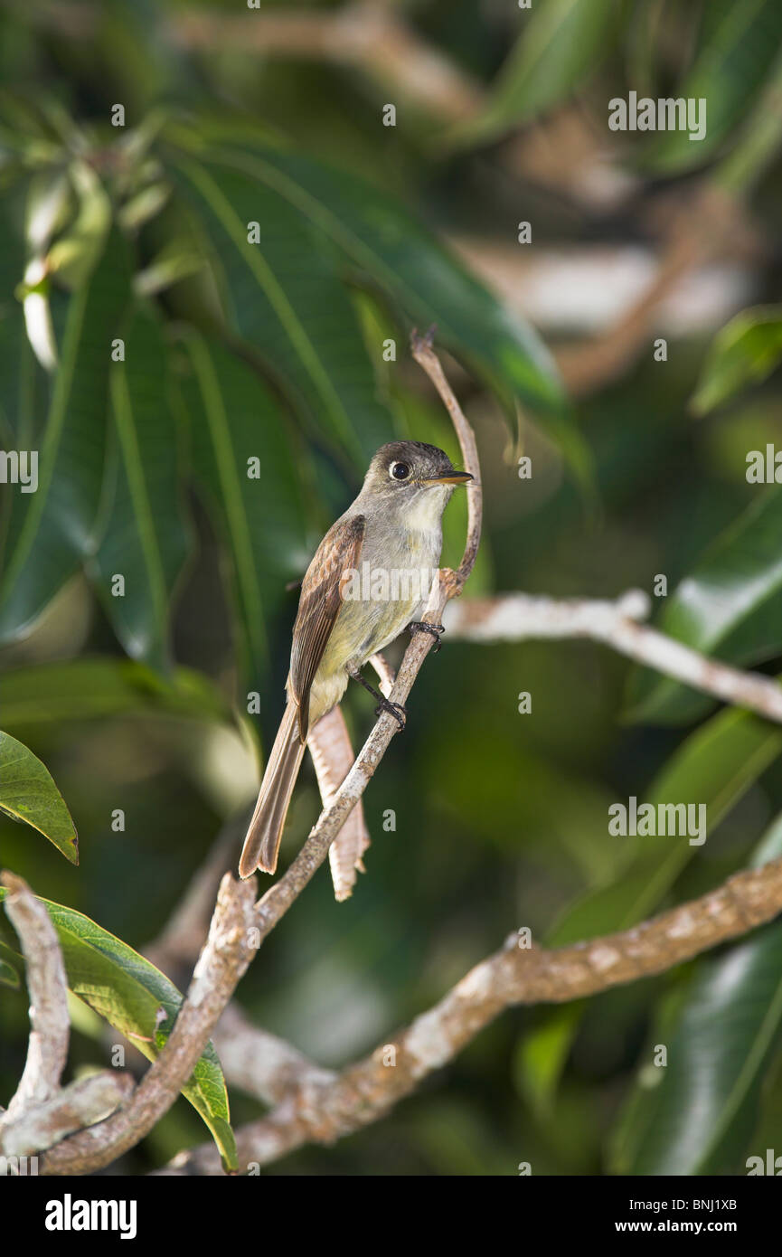 Hacienda cortina hi-res stock photography and images - Alamy