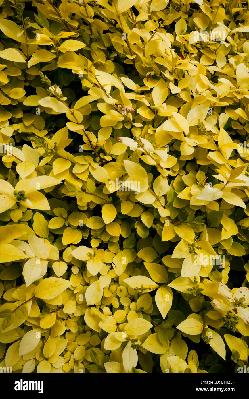 Privet hedge hi-res stock photography and images - Alamy