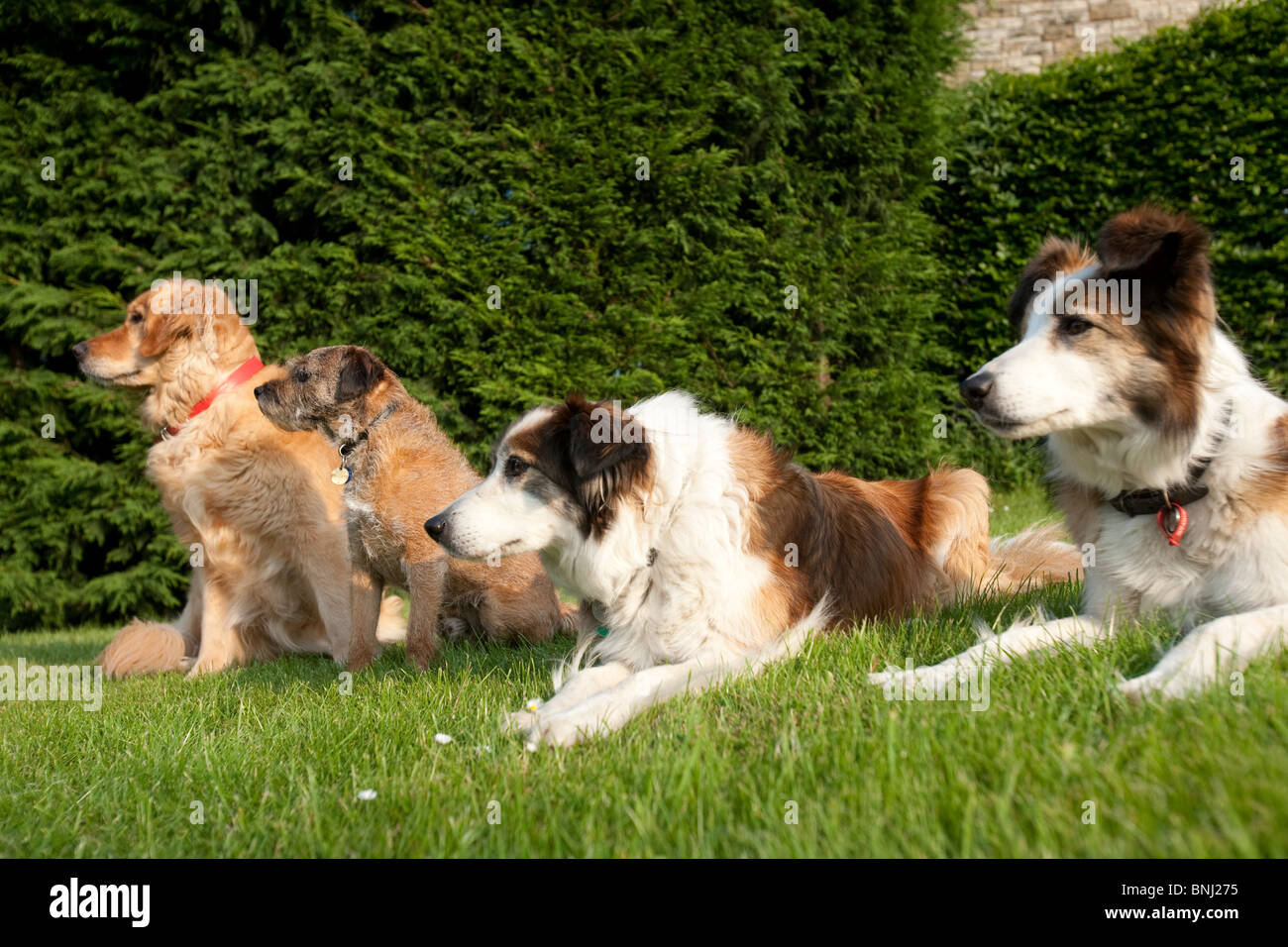 Dogs in a field Stock Photo - Alamy