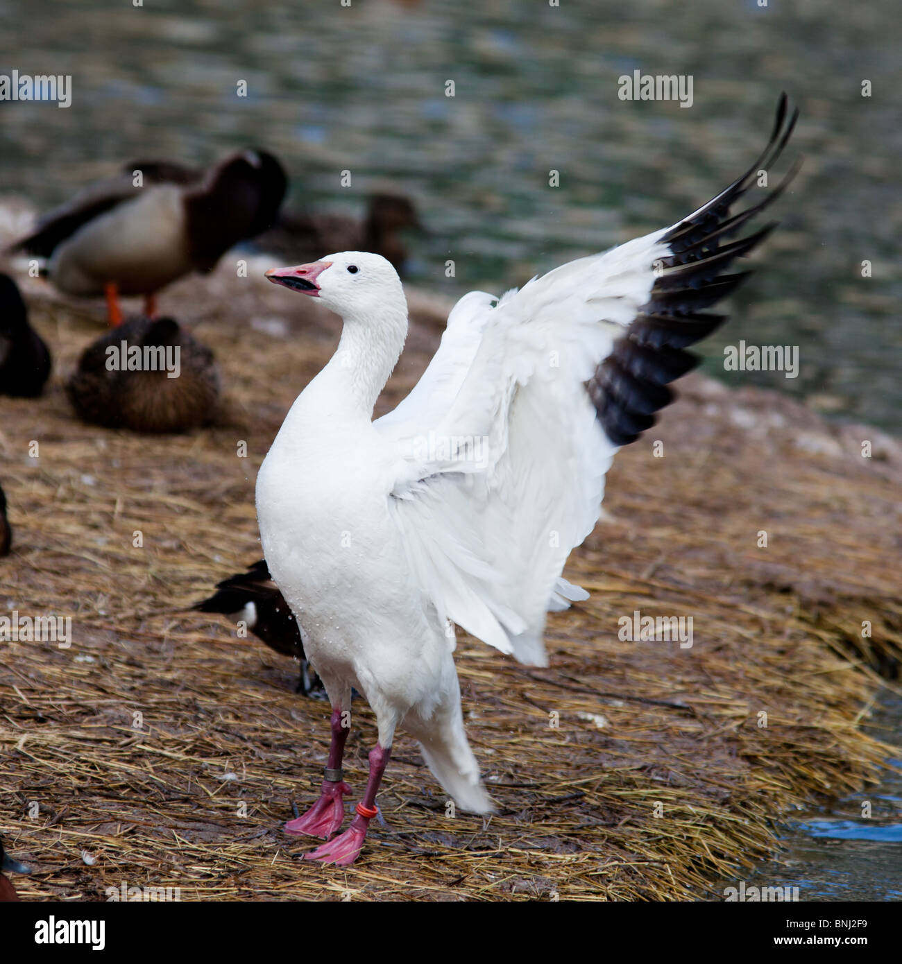 Blue goose hi-res stock photography and images - Alamy
