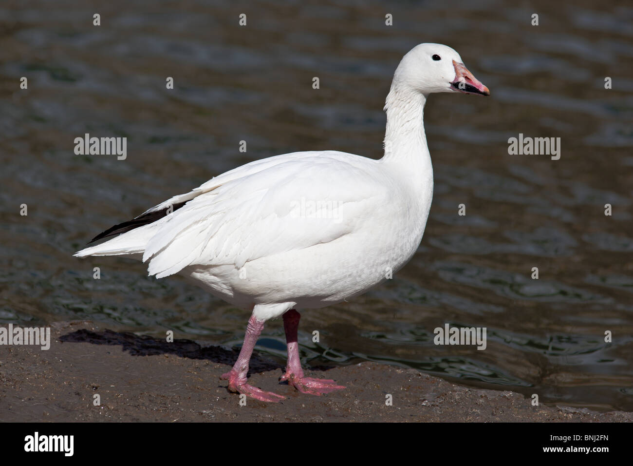 Blue goose hi-res stock photography and images - Alamy