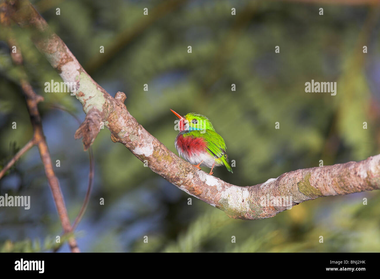 Cuban Tody Todus multicolor perched on branch at Hacienda Cortina, San ...