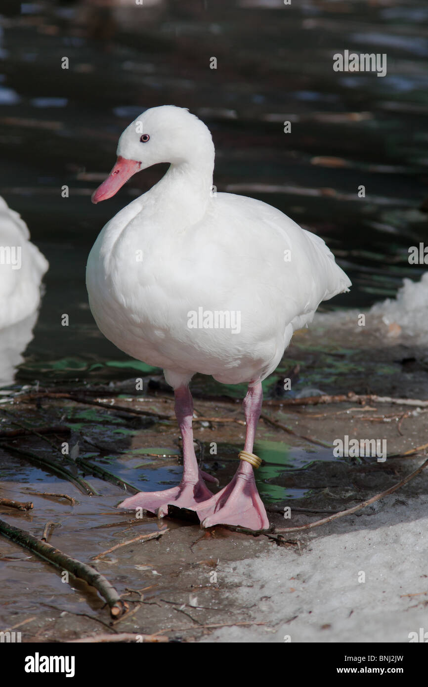 Coscoroba swan hi-res stock photography and images - Alamy