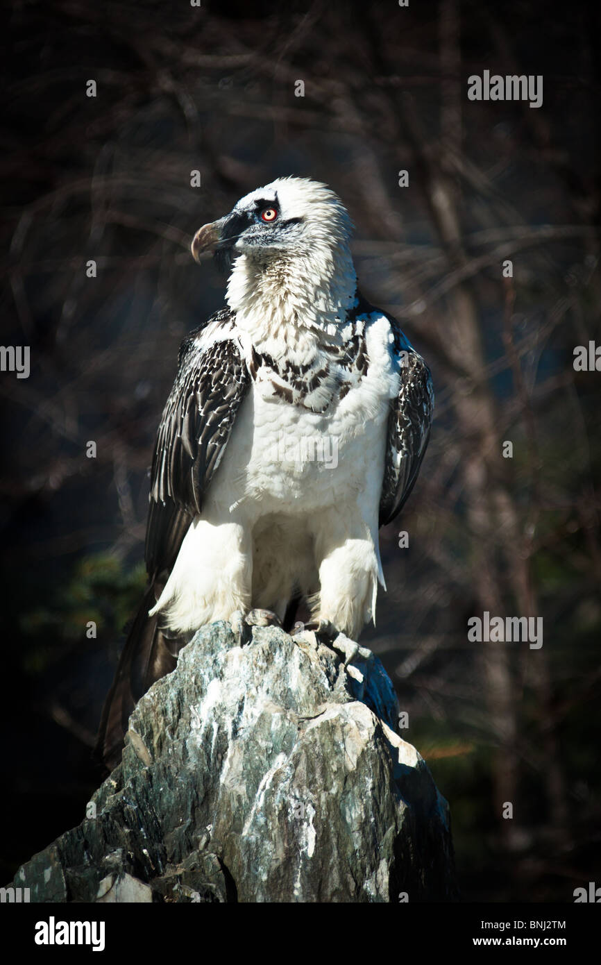 Lammergeier, Bearded Vulture, Bearded Vulture-Eagle, Gypaetus barbatus. The animal is in a zoo ...