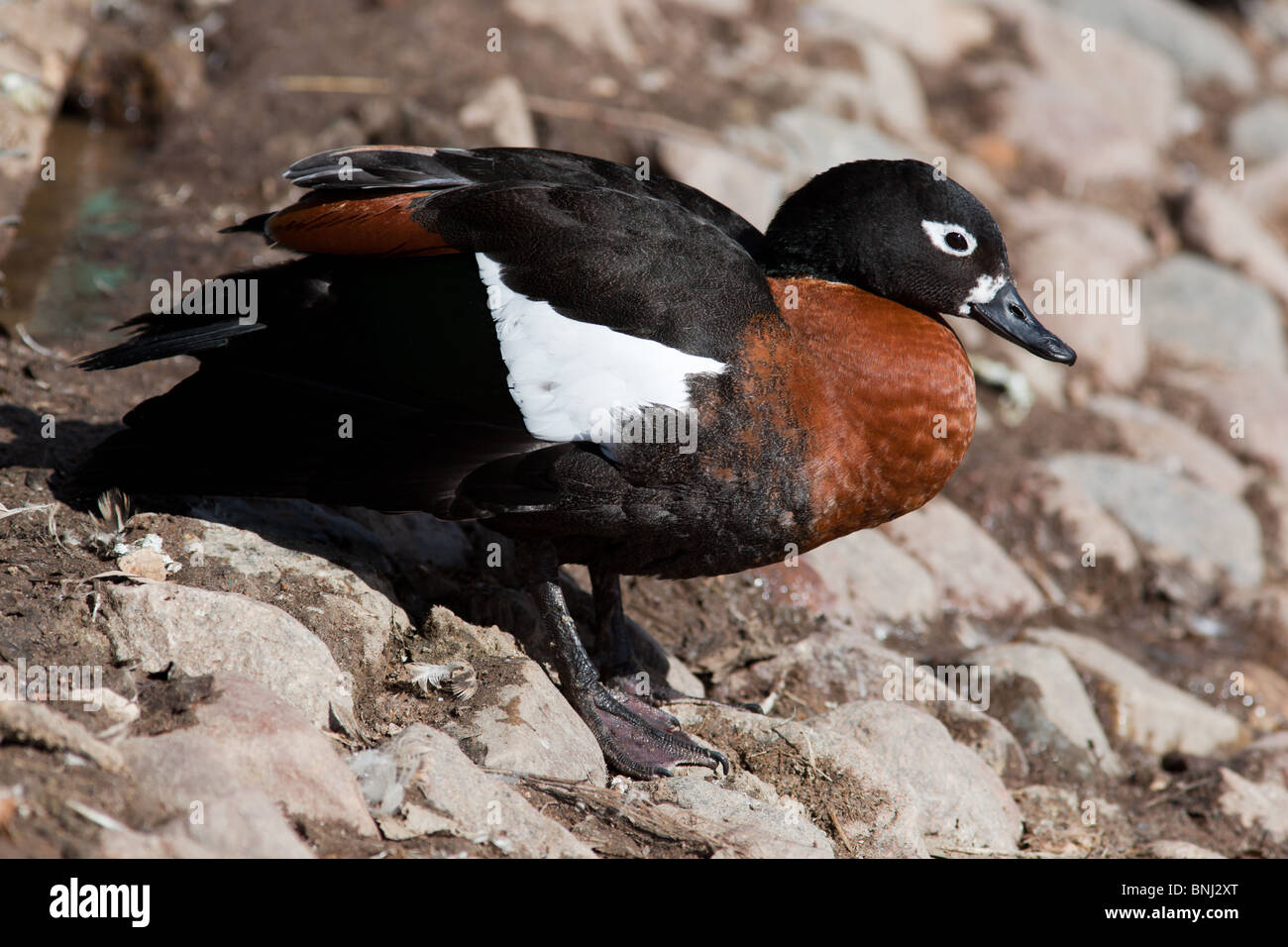Hartlaubs duck hi-res stock photography and images - Alamy