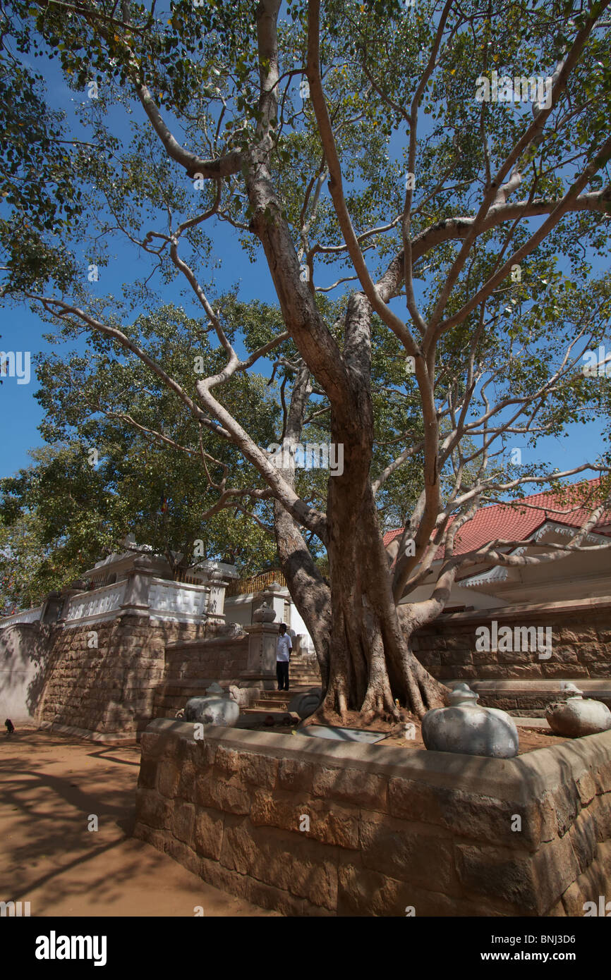 Buddha tree anuradhapura sri lanka hi-res stock photography and images ...