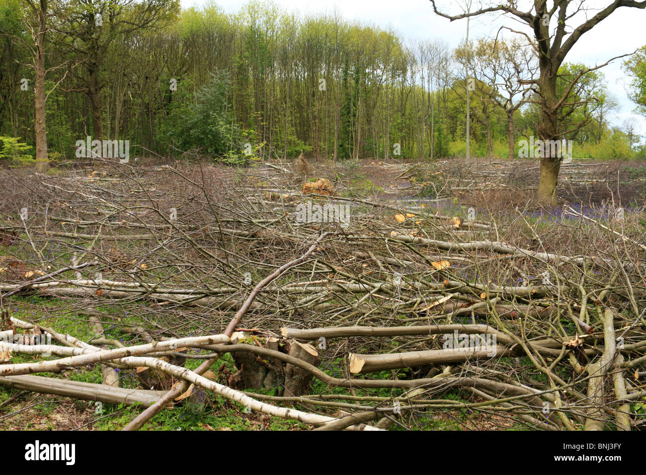 Coppicing hi-res stock photography and images - Alamy