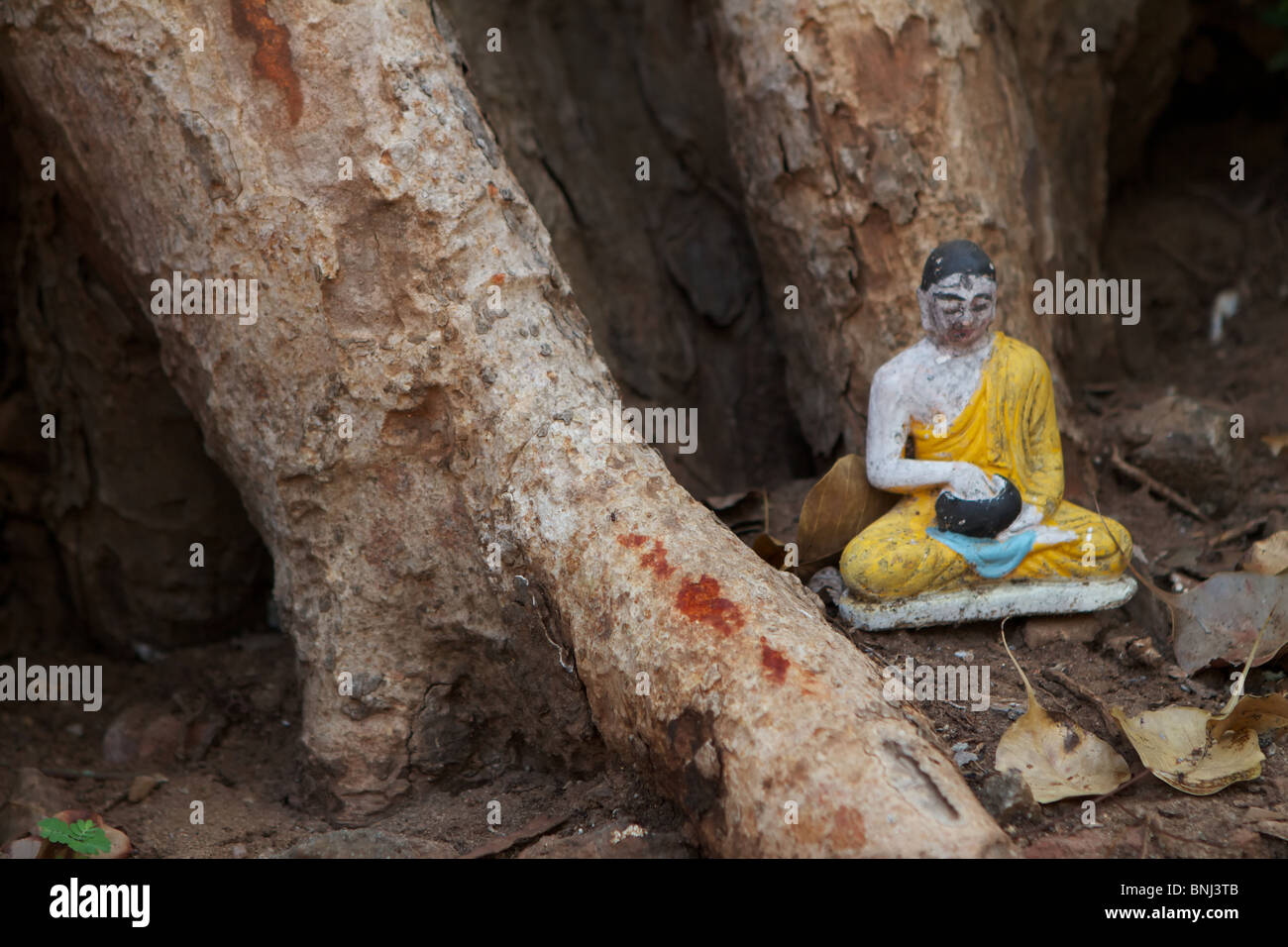 Buddha bodhi tree hi-res stock photography and images - Alamy