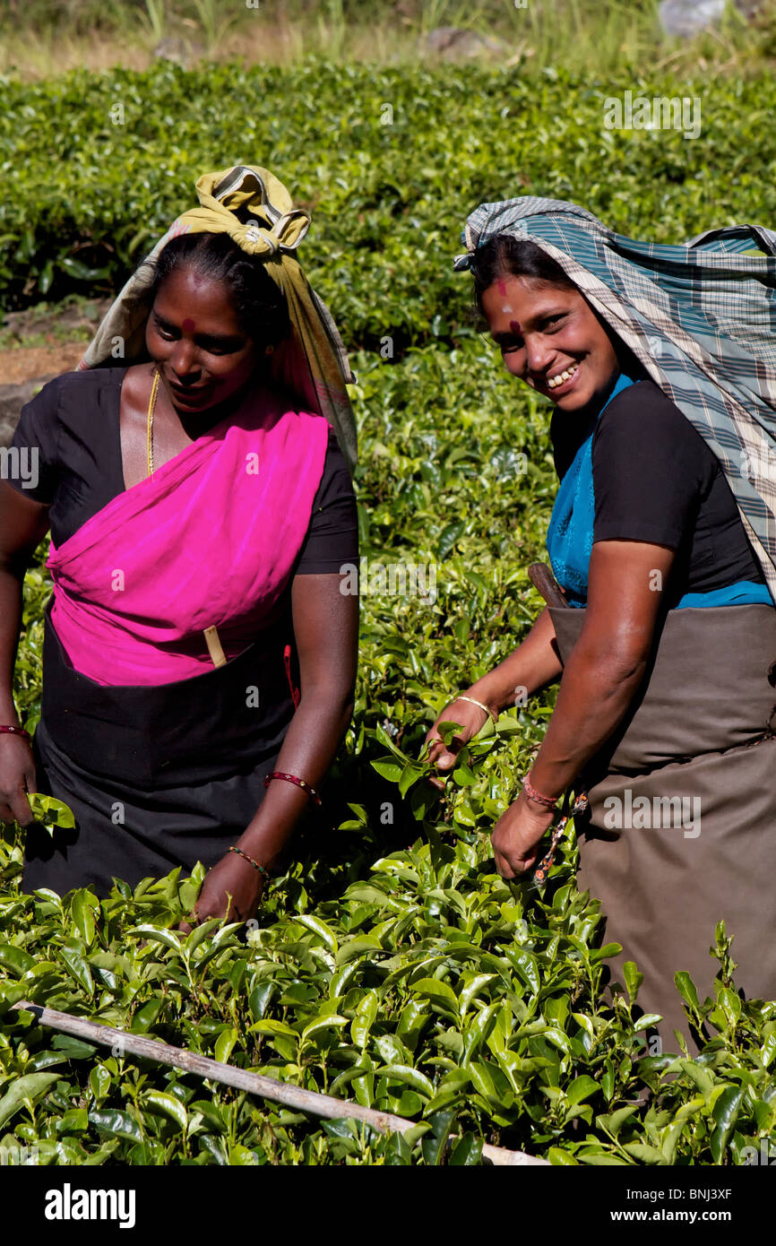 Women tea pickers hi-res stock photography and images - Alamy