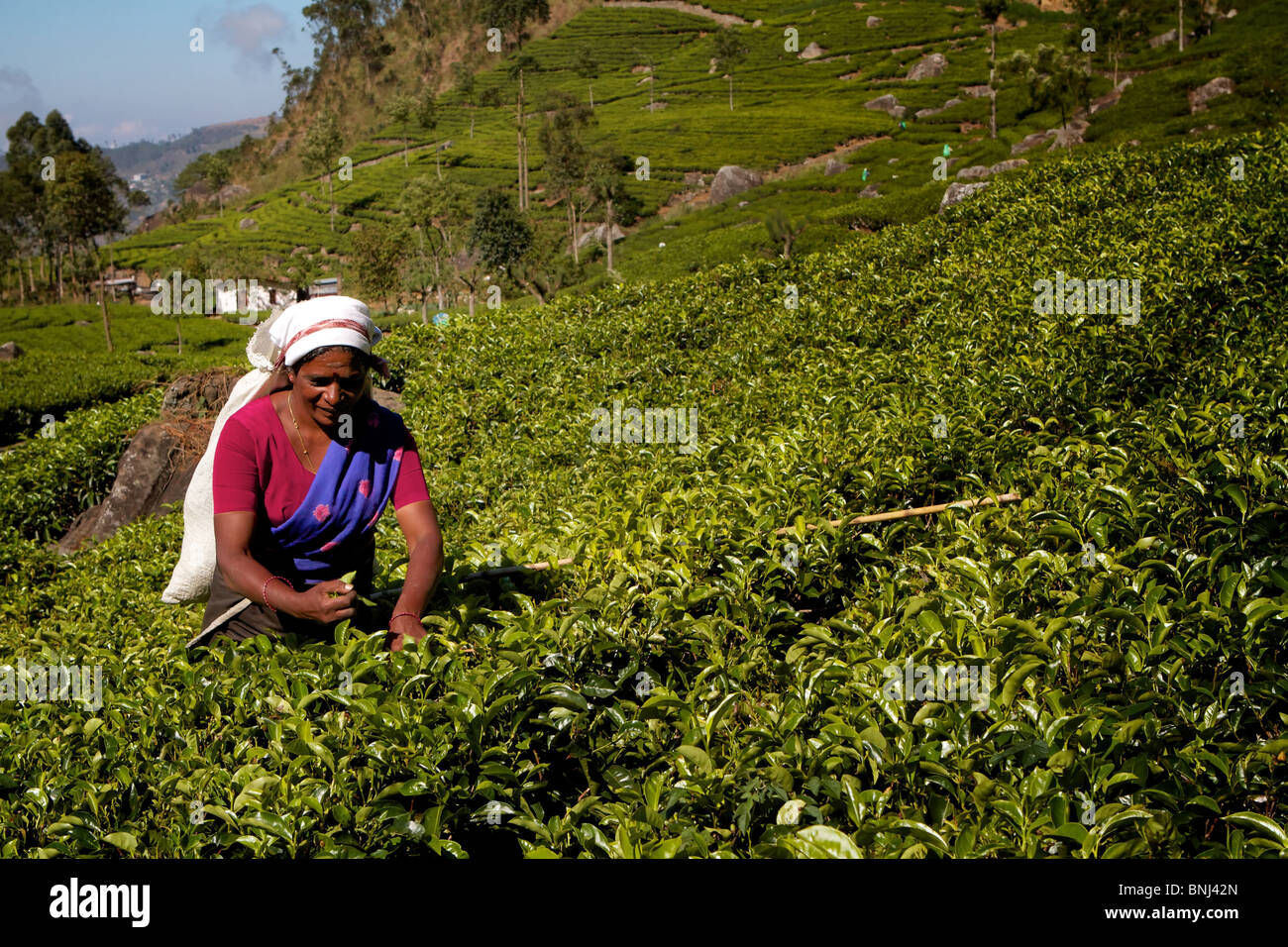 a woman tea picker Stock Photo - Alamy