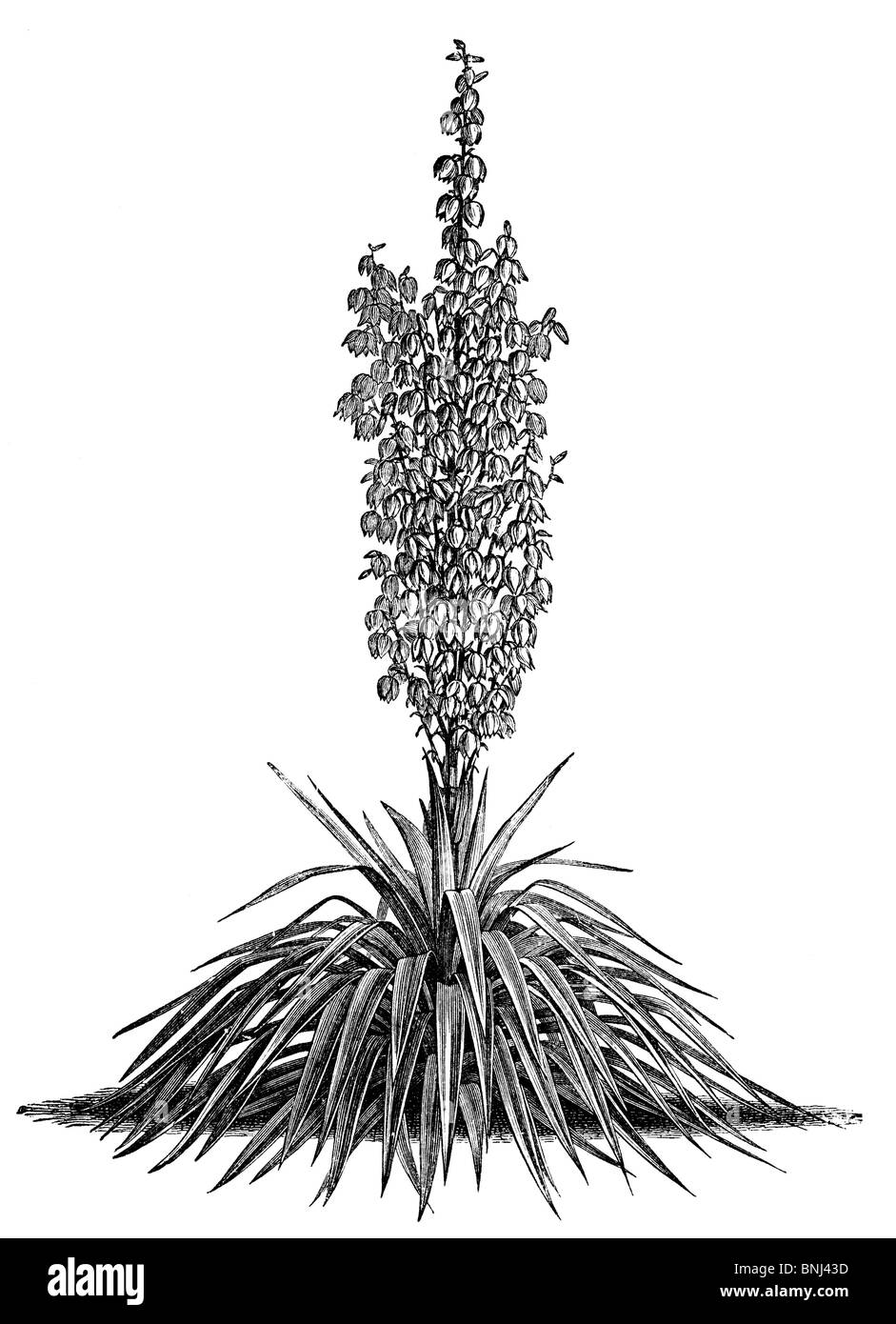 Spanish dagger Cut Out Stock Images & Pictures - Alamy