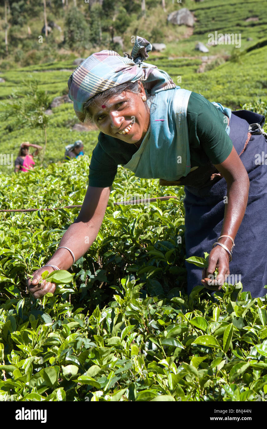 Woman picker hi-res stock photography and images - Alamy
