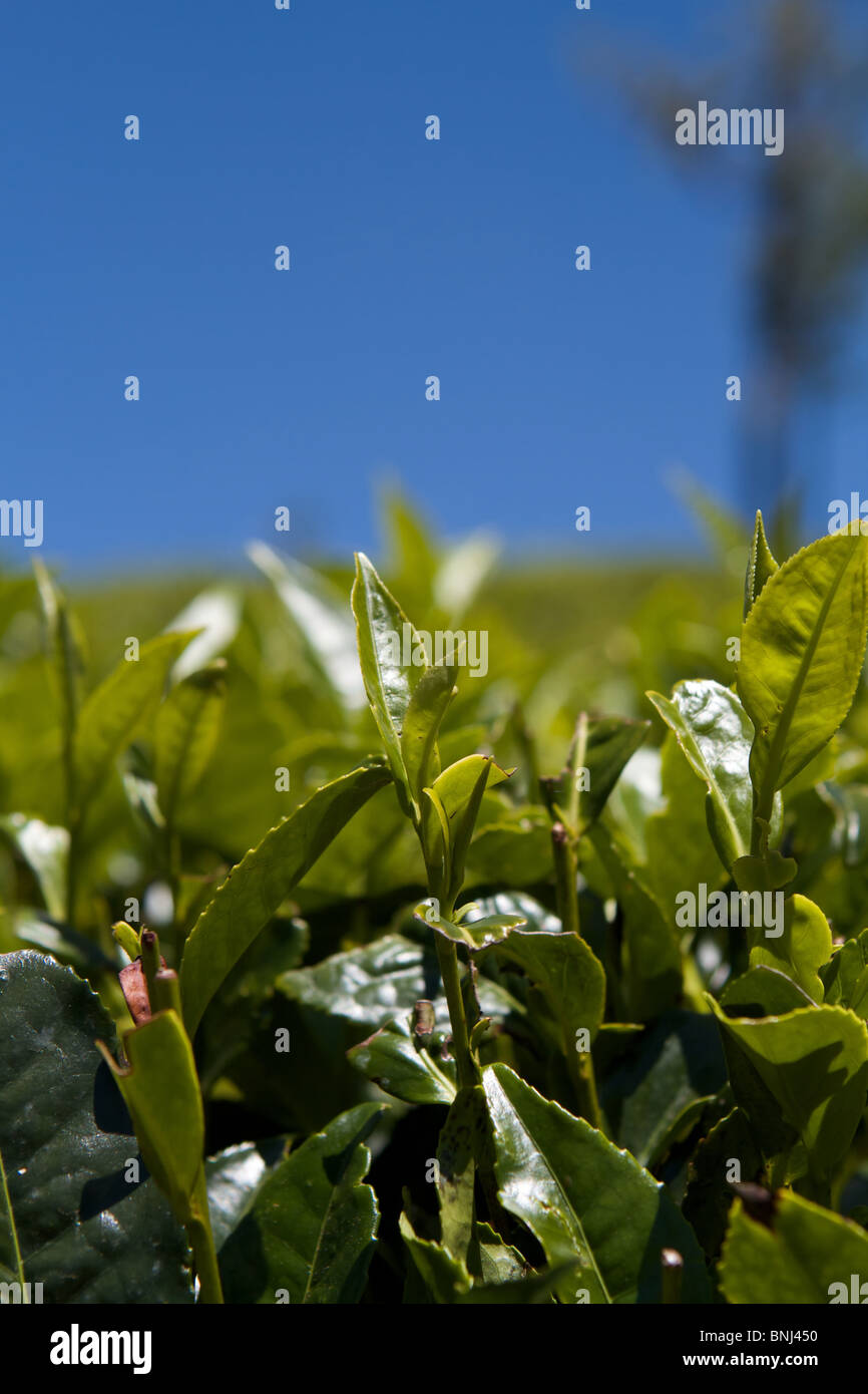 Lipton green tea hi-res stock photography and images - Alamy