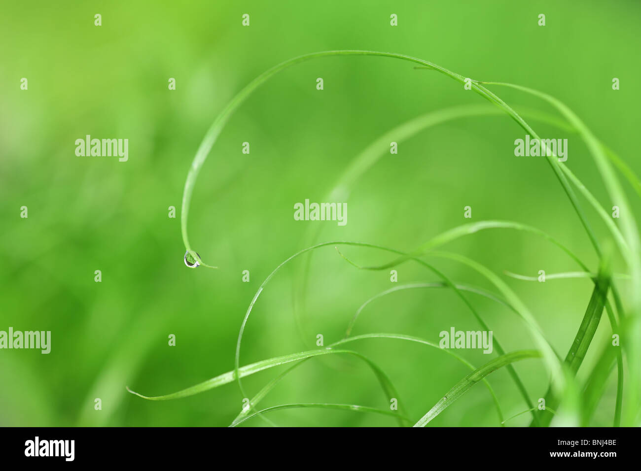 Wet grass cutting hi-res stock photography and images - Alamy