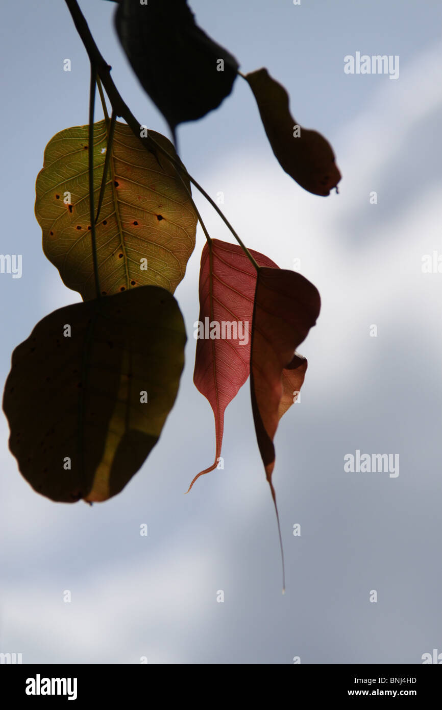 banyan tree leaf in background of sky Stock Photo - Alamy