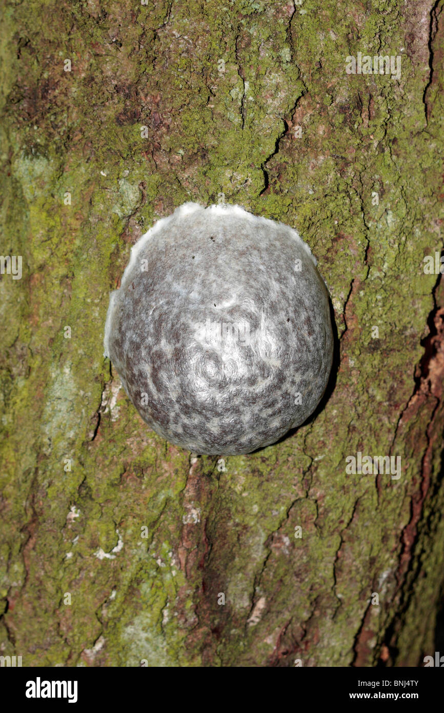 Alder Tree Fungus Stock Photo - Alamy