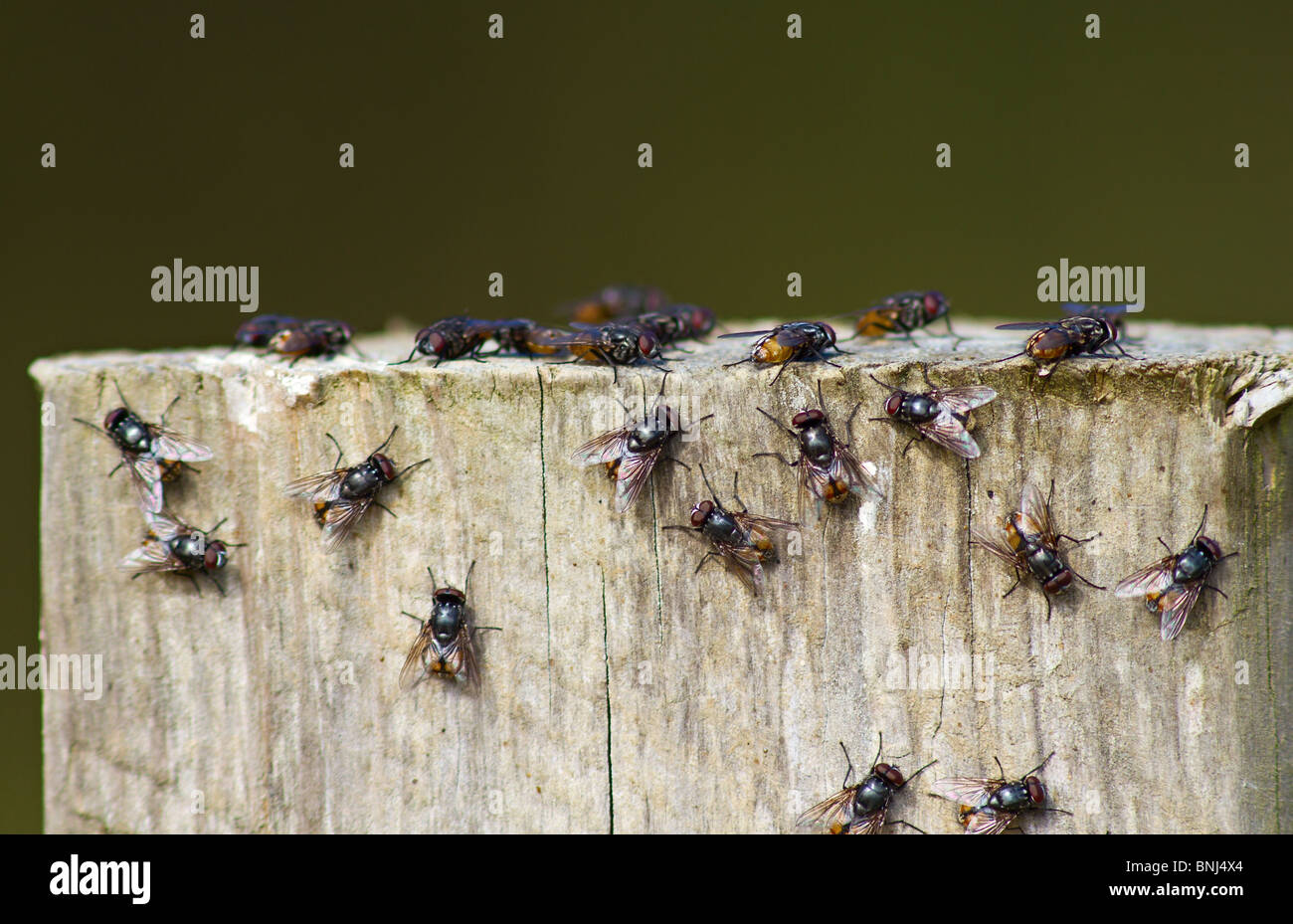 Cluster flies hi-res stock photography and images - Alamy