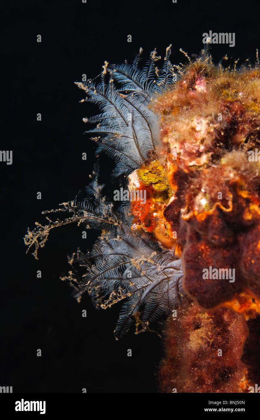 Hydra hydrozoa hi-res stock photography and images - Alamy