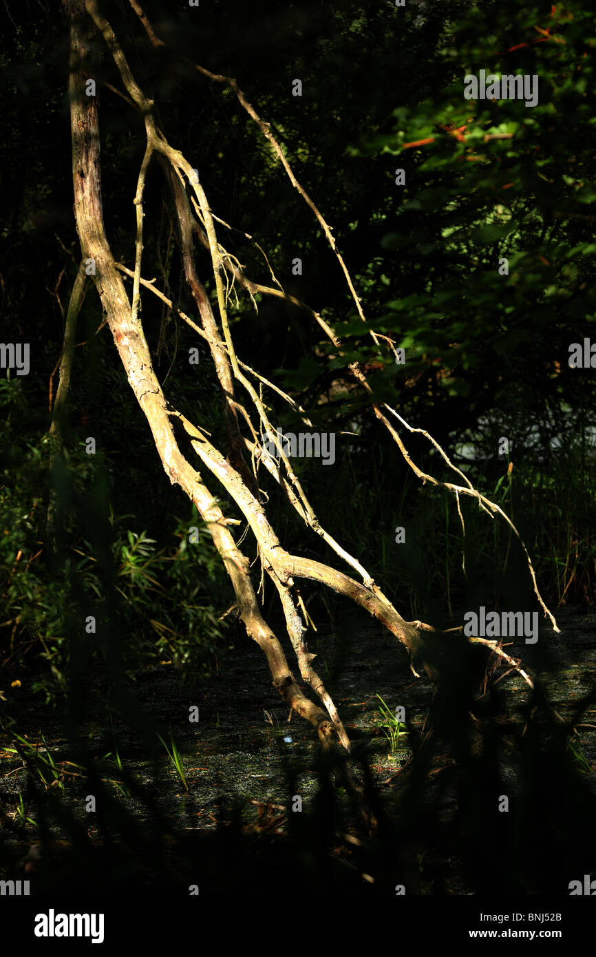 Fallen branch over water Stock Photo - Alamy
