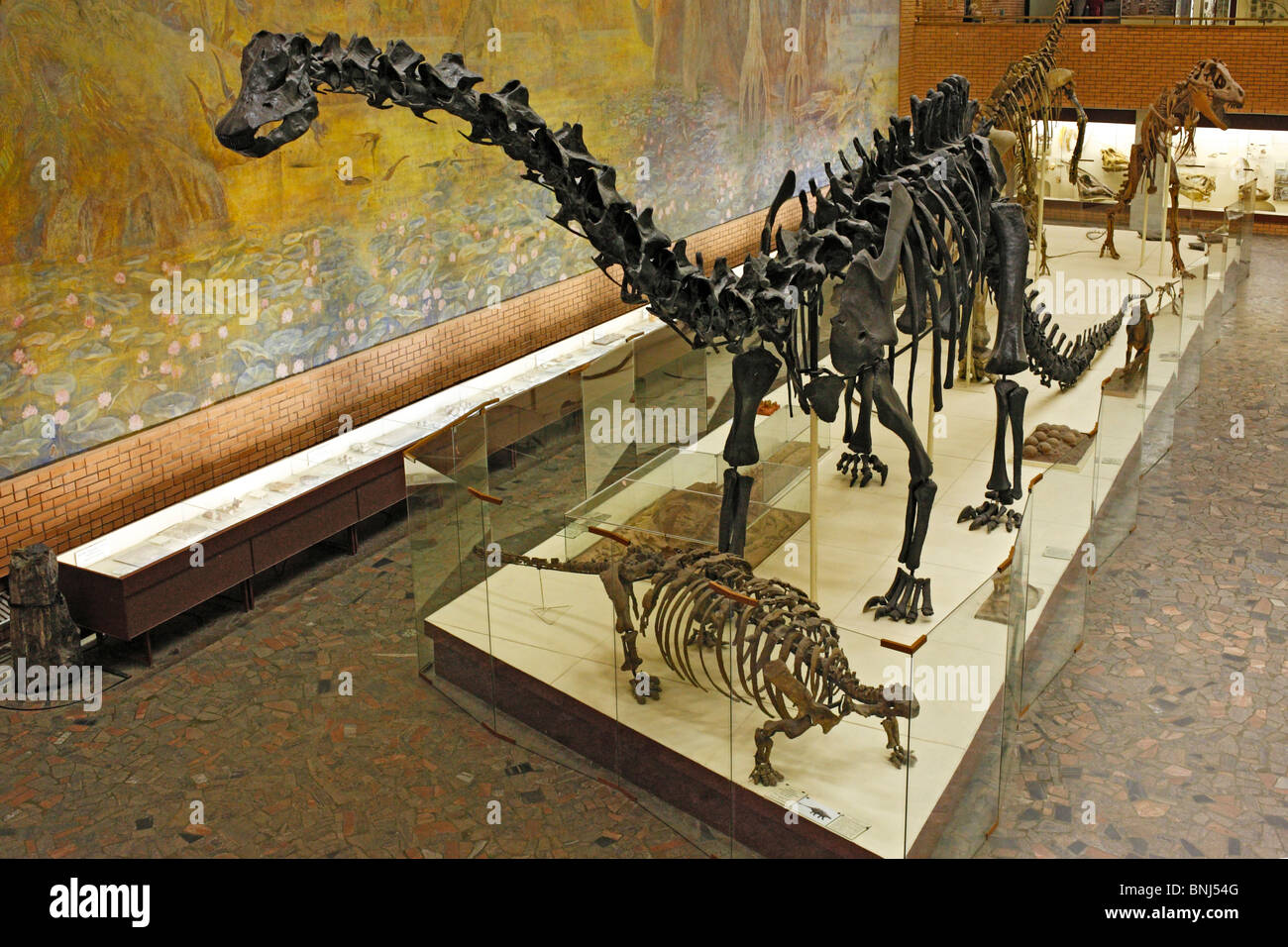 Dinosaurs bone hi-res stock photography and images - Alamy