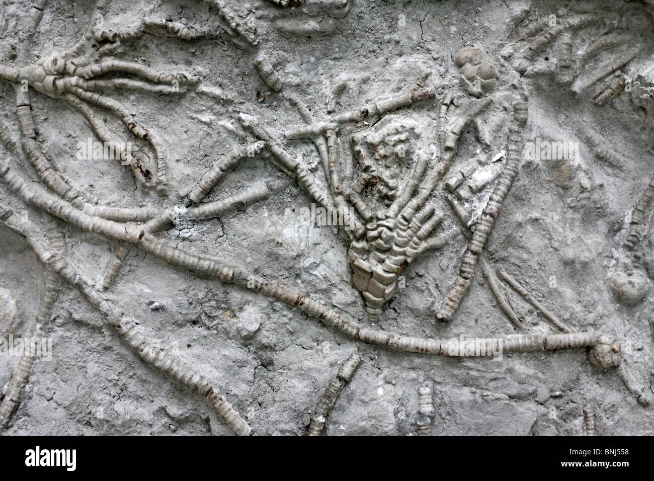Color palaeontology Museum Moscow Russia Fossils fossil ancient sea ...