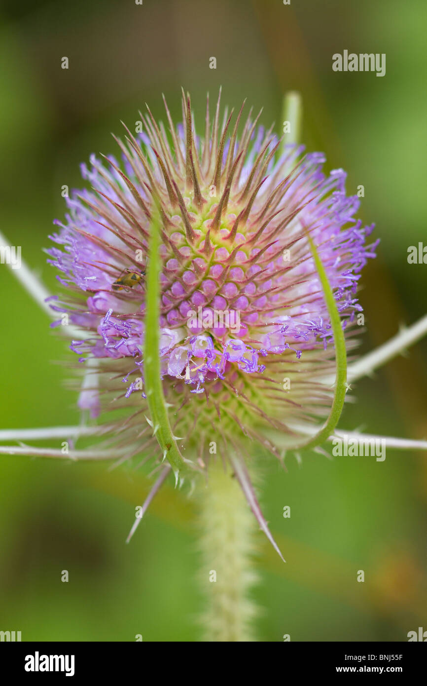 Teasel Flower Stock Photos & Teasel Flower Stock Images - Alamy