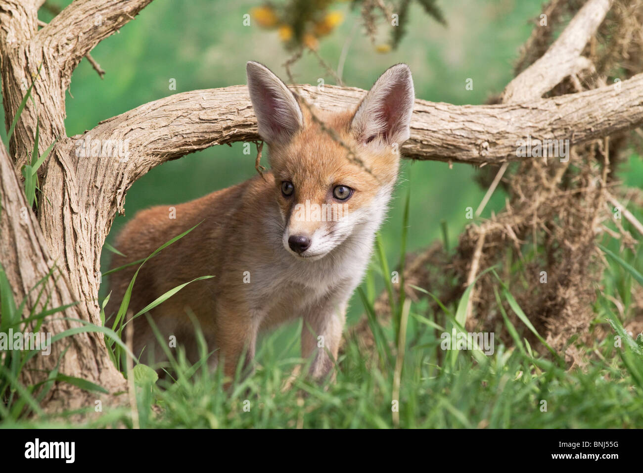 Young playful Fox cub Stock Photo - Alamy