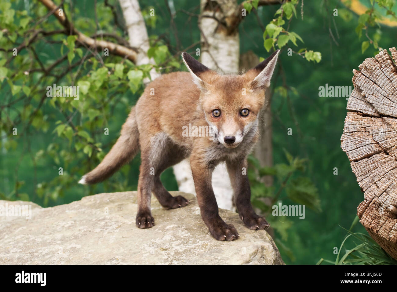Young playful Fox cub Stock Photo - Alamy