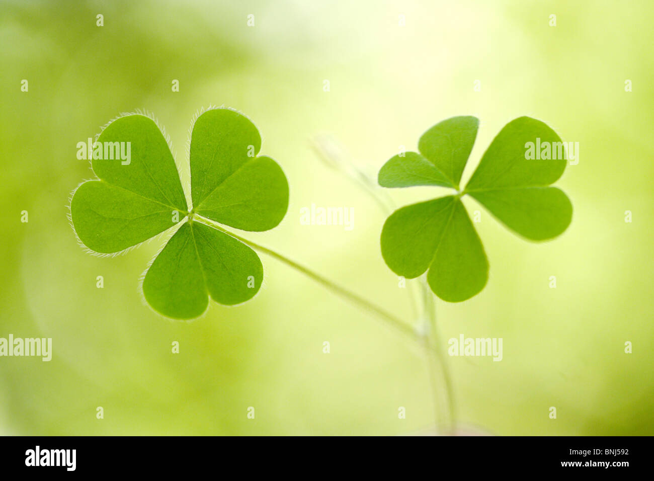 Three leaf clovers Stock Photo - Alamy