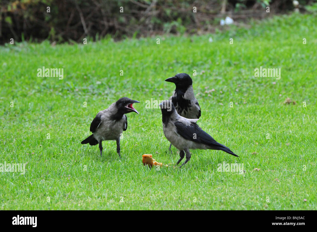 Israel, three Hooded Crows (Corvus corone cornix) on the lawn Stock ...