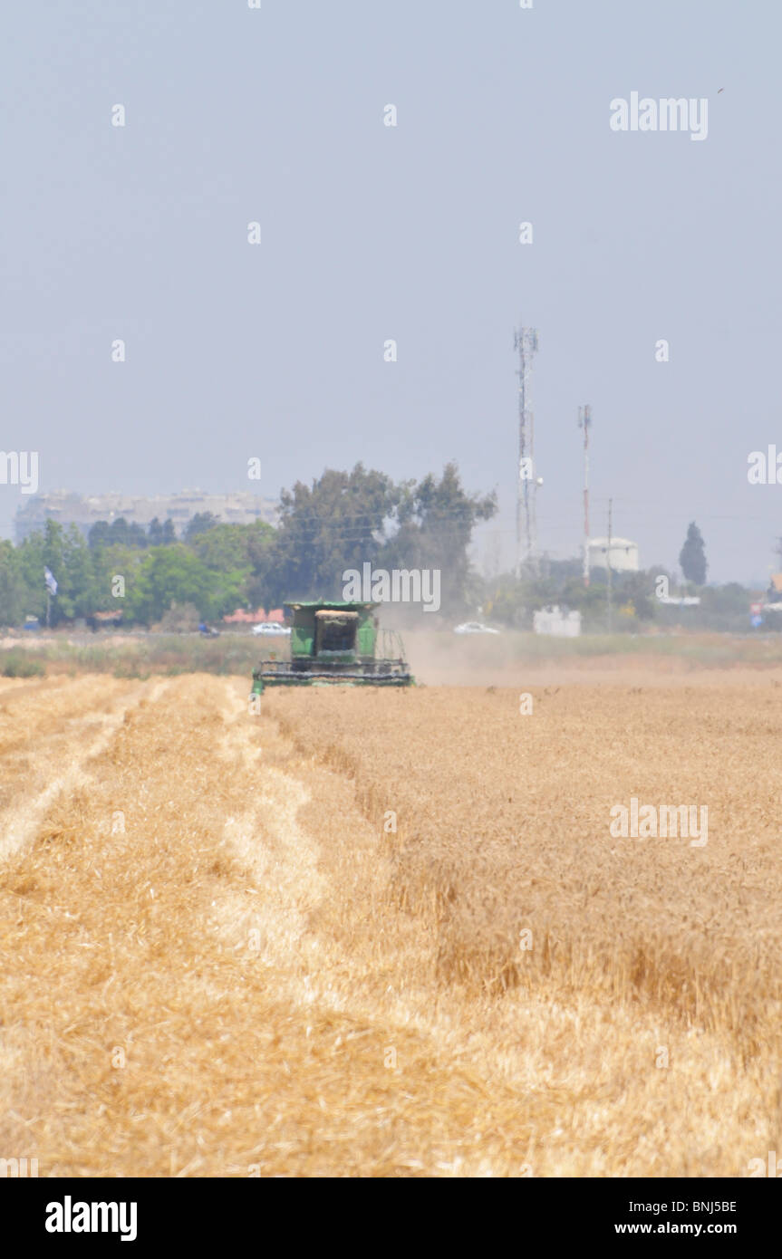 Israel, Jezreel Valley, Wheat harvest Stock Photo - Alamy