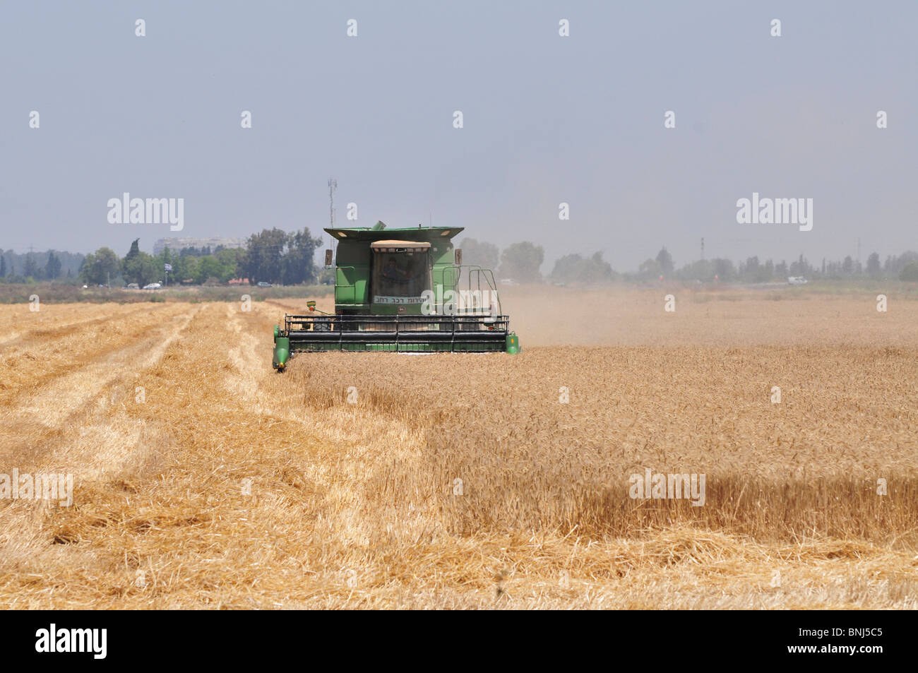 Israel, Jezreel Valley, Wheat harvest Stock Photo - Alamy