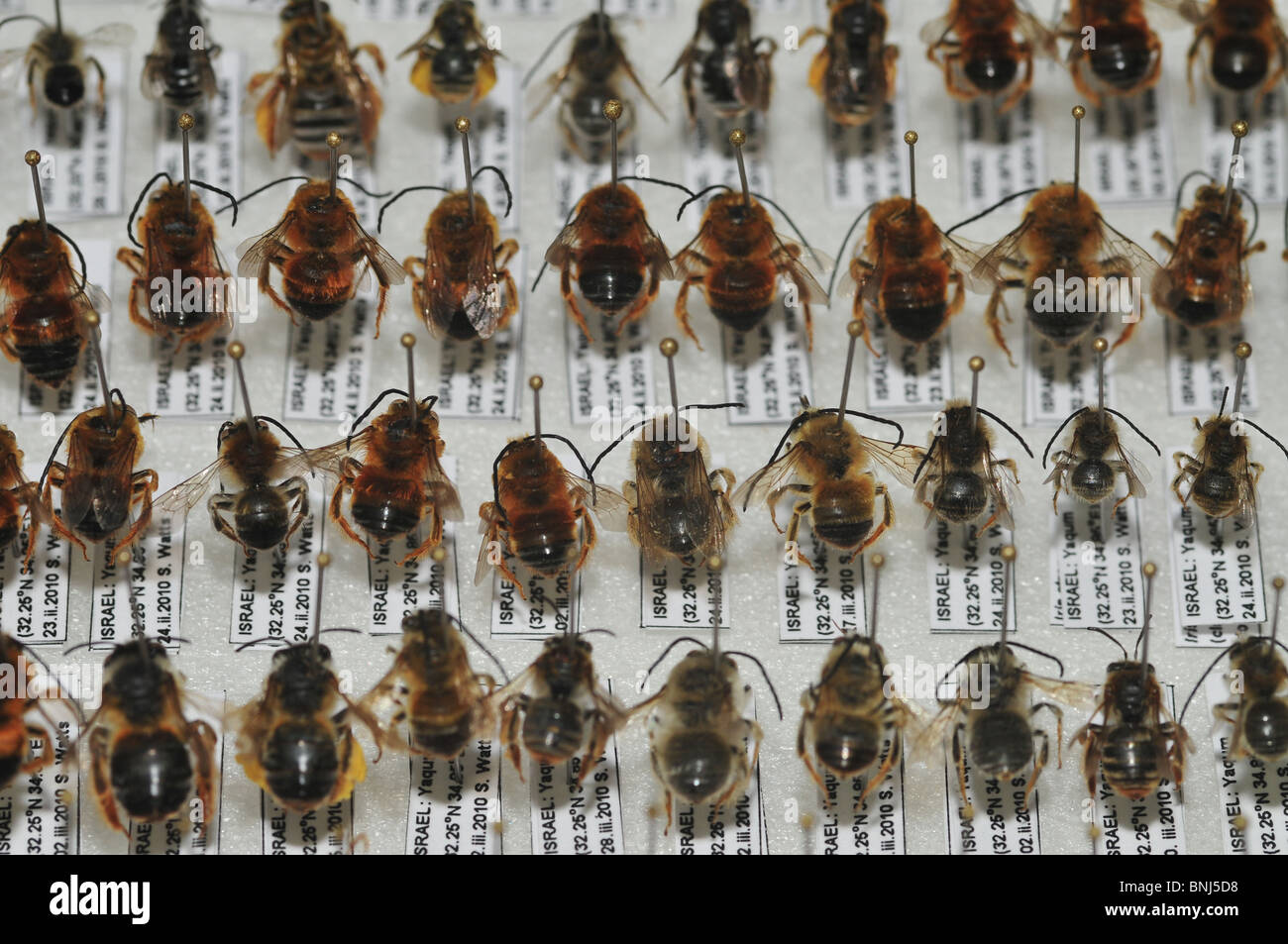 Israeli Wild Bee collection of different species - bees collected in ...