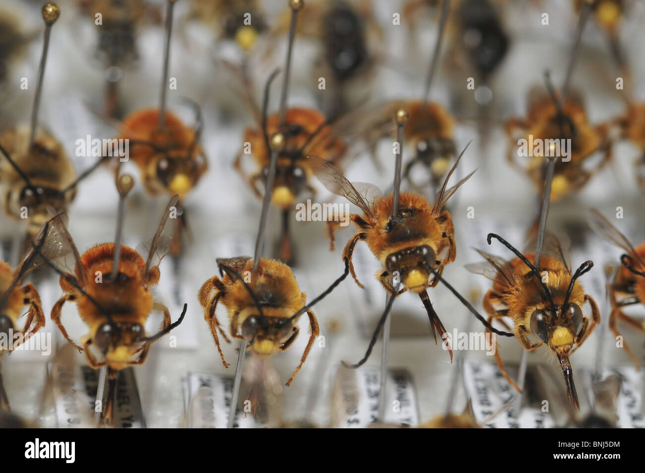 Different species of wasps hi-res stock photography and images - Alamy