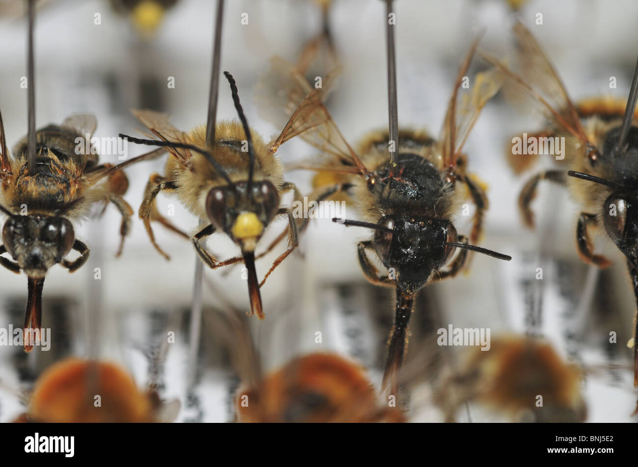 Israeli Wild Bee collection of different species - bees collected in ...