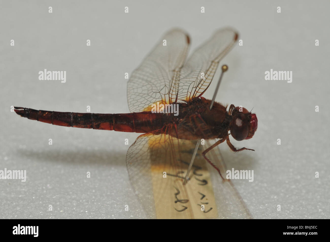 Israeli Insect collection of different species - insects collected in ...