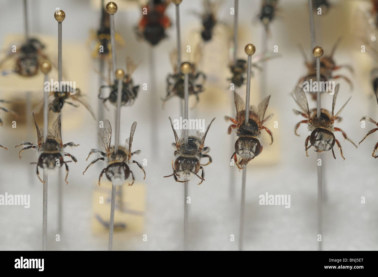 Israeli Insect collection of different species - insects collected in ...