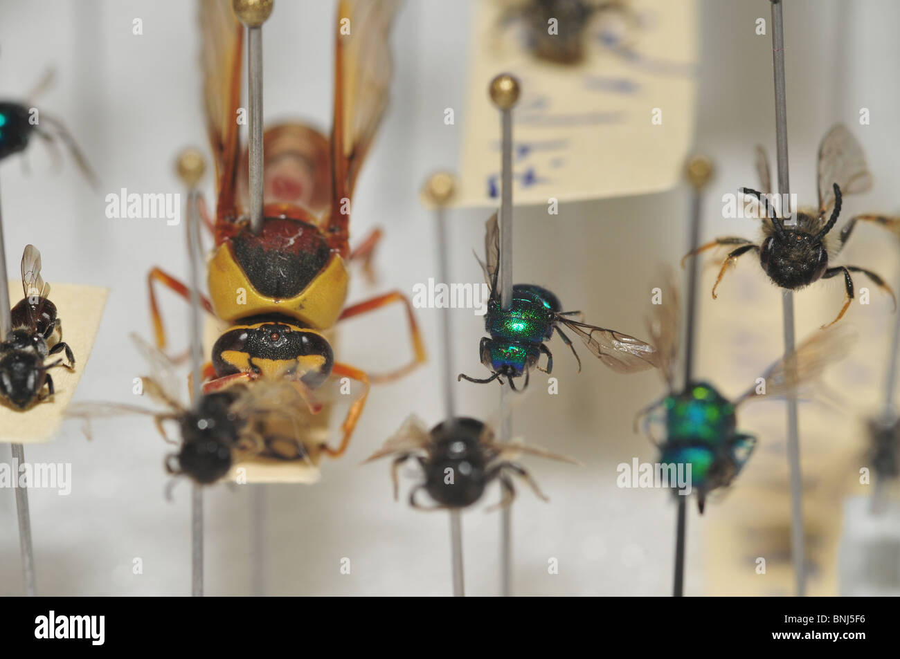 Israeli Insect collection of different species - insects collected in ...