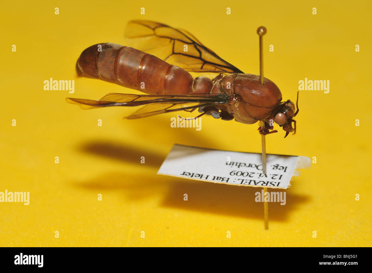 Israeli Insect collection of different species - insects collected in ...