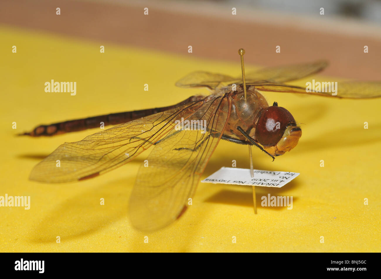 Israeli Insect collection of different species - insects collected in ...