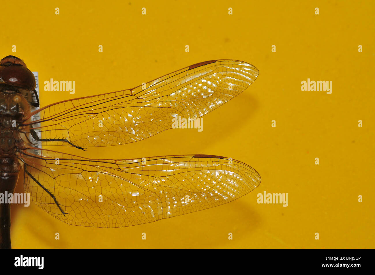 Israeli Insect collection of different species - insects collected in ...