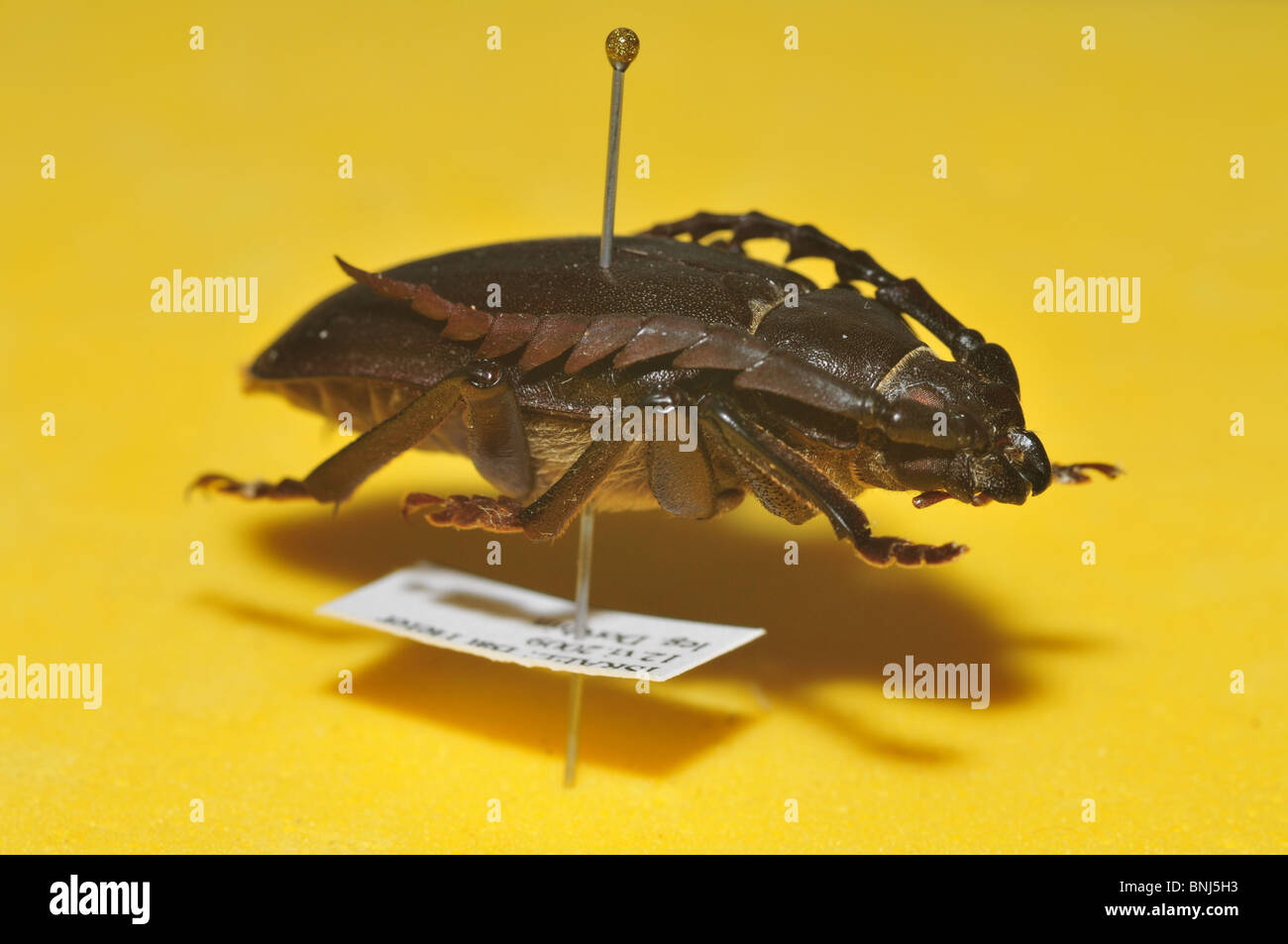 Israeli Insect collection of different species - insects collected in ...