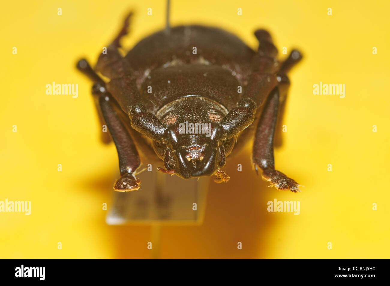 Israeli Insect collection of different species - insects collected in ...