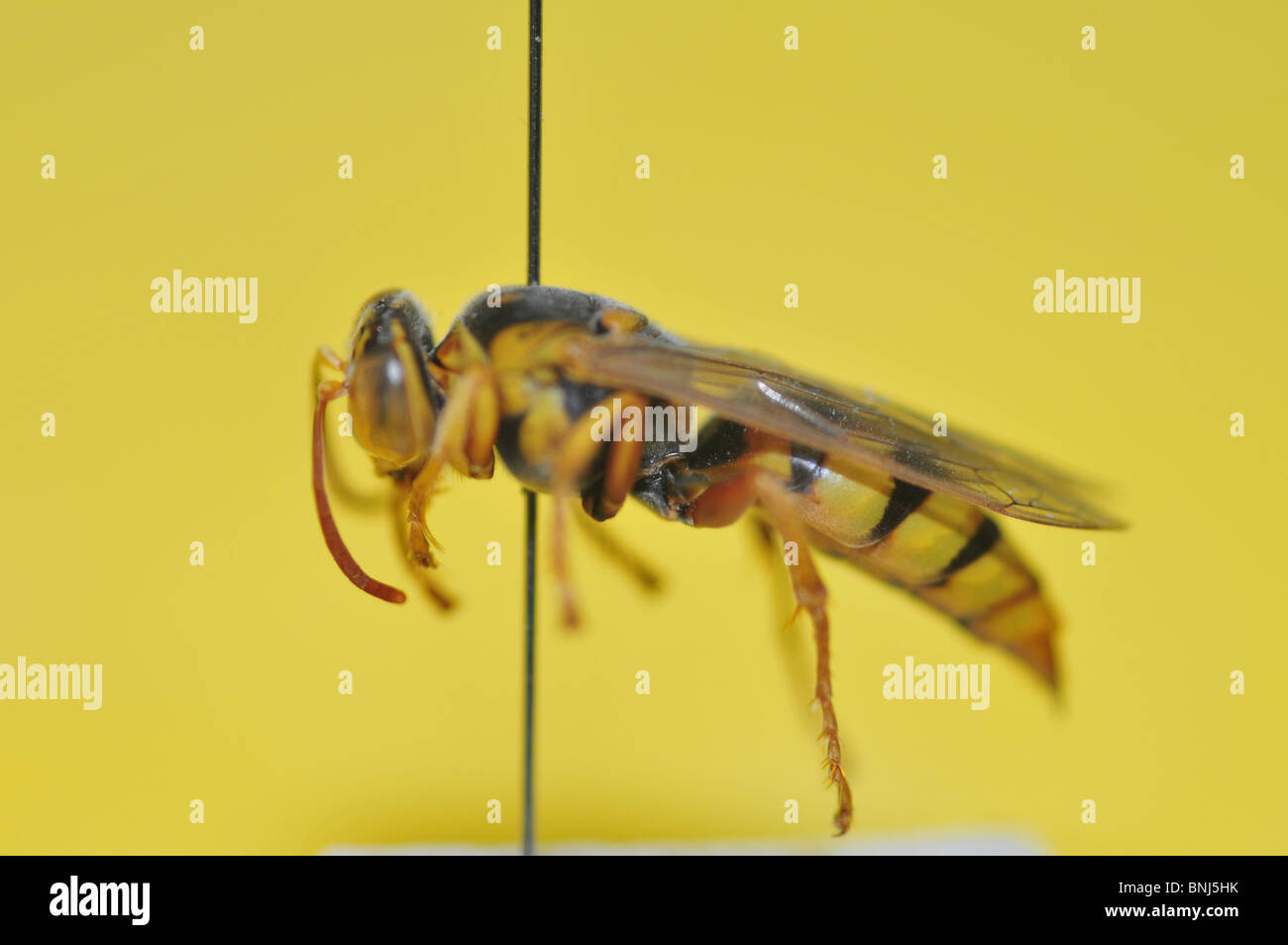 Israeli Wild Bee collection of different species - bees collected in ...