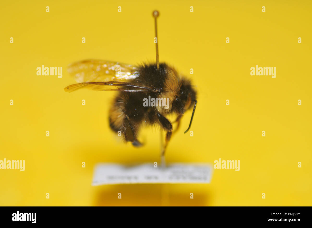 Different species of wasps hi-res stock photography and images - Alamy